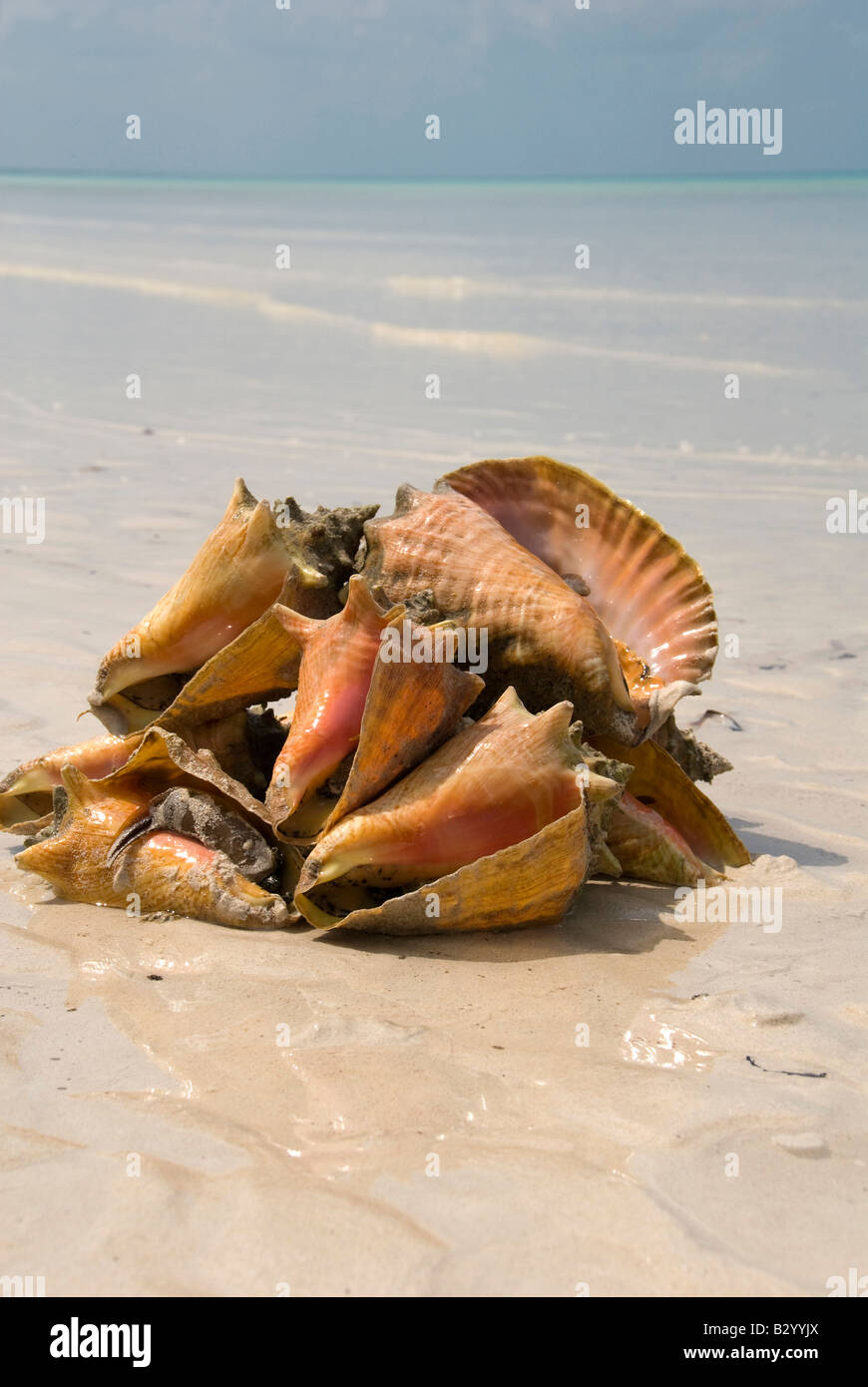 Seas shells hi-res stock photography and images - Alamy