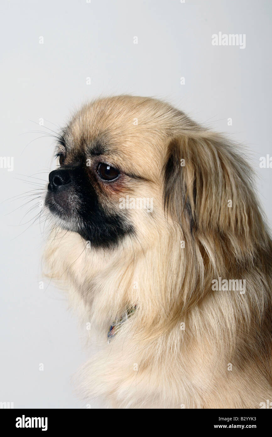 Tibetan animals hi-res stock photography and images - Alamy