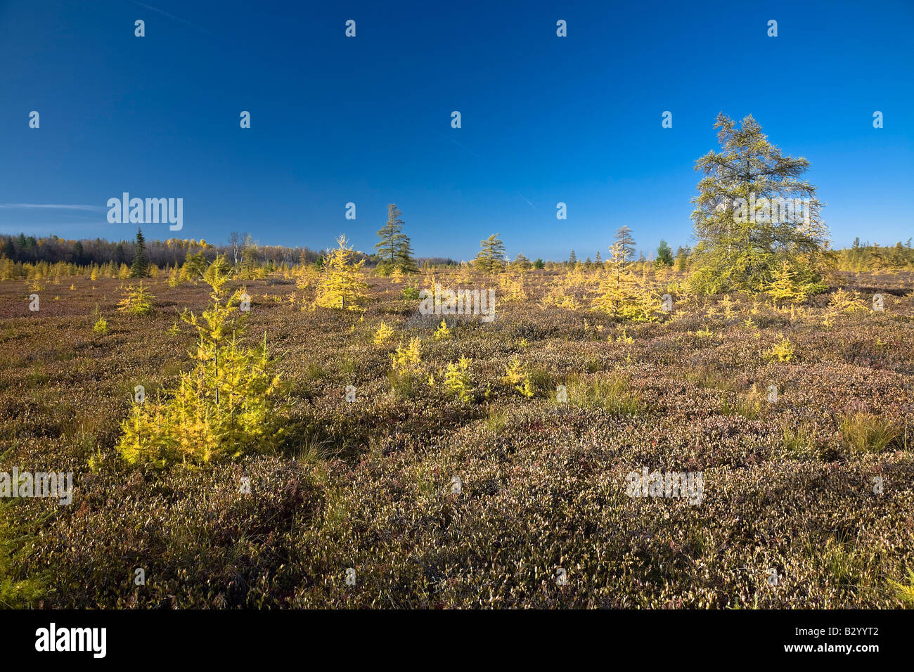 Tamarack trees canada hi-res stock photography and images - Alamy