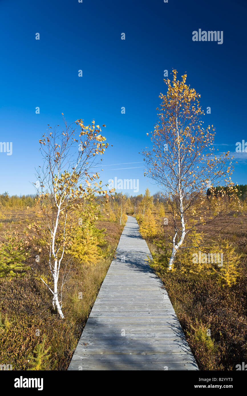 Boardwalk in Bog, Mer Bleue Conservation Area, Ottawa, Ontario, Canada ...