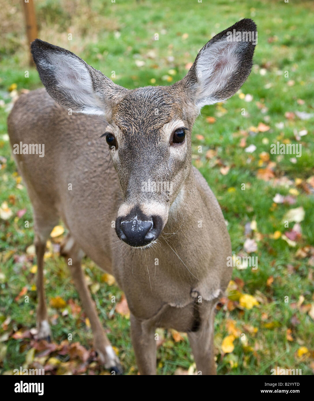 Deer head detailed hi-res stock photography and images - Alamy