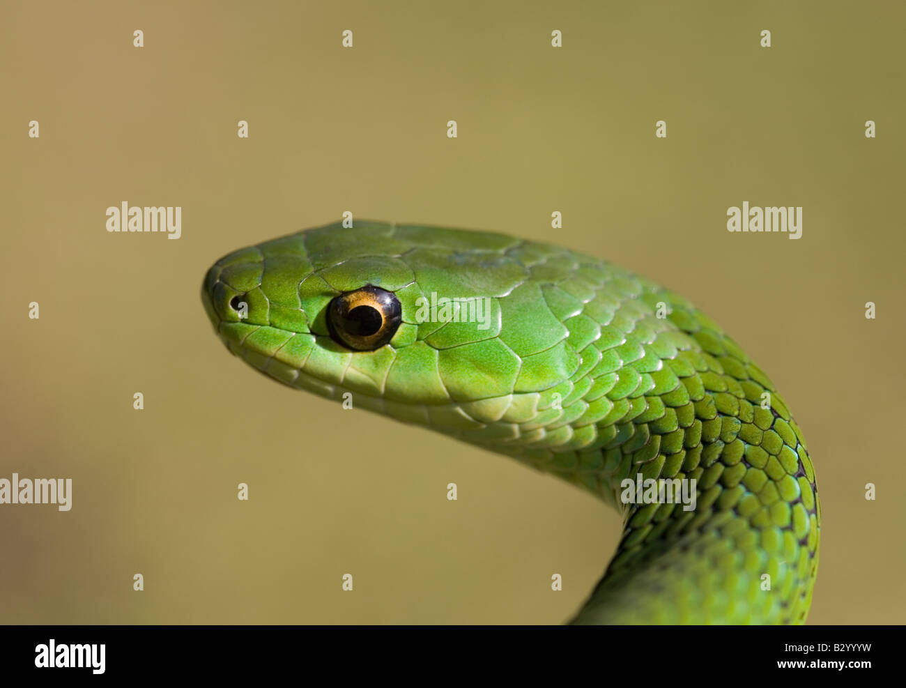 The water snake hi-res stock photography and images - Alamy