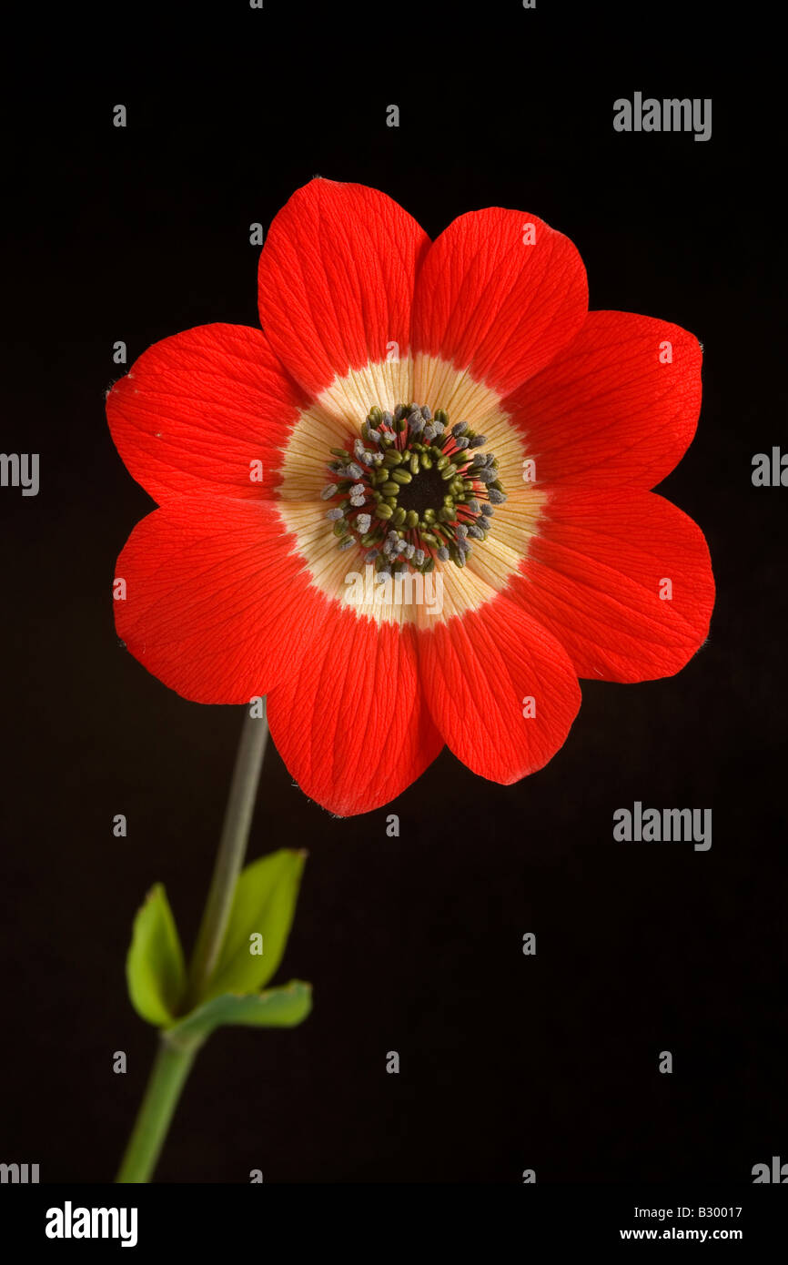 Crown Anemone Anemone coronara Peloponnese Greece Stock Photo - Alamy
