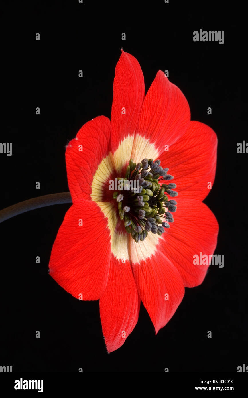 Crown Anemone Anemone coronara Peloponnese Greece Stock Photo - Alamy