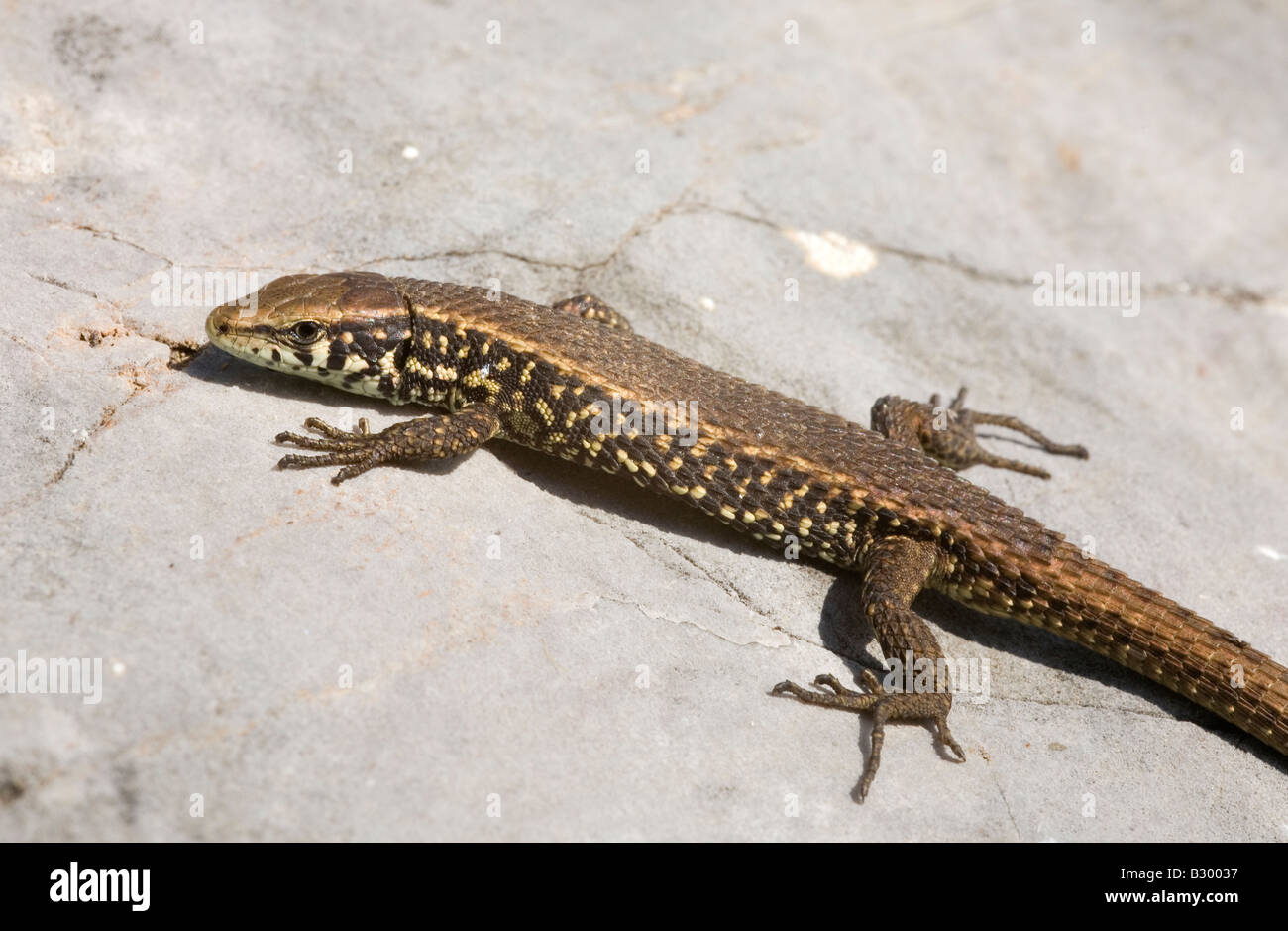 Animals reptiles lizards greece hi-res stock photography and images - Alamy
