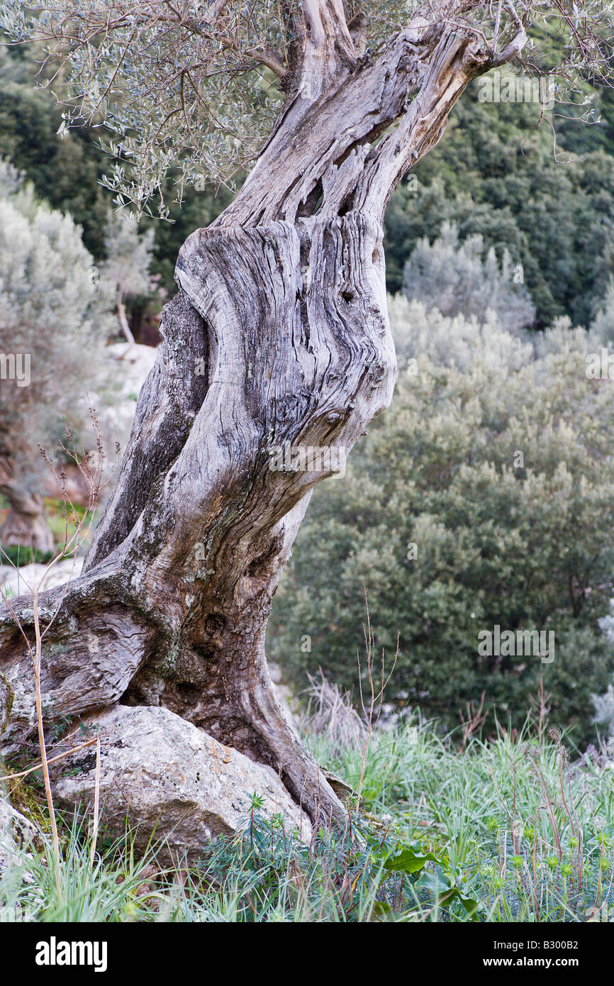 Mallorca orchard tree hi-res stock photography and images - Alamy