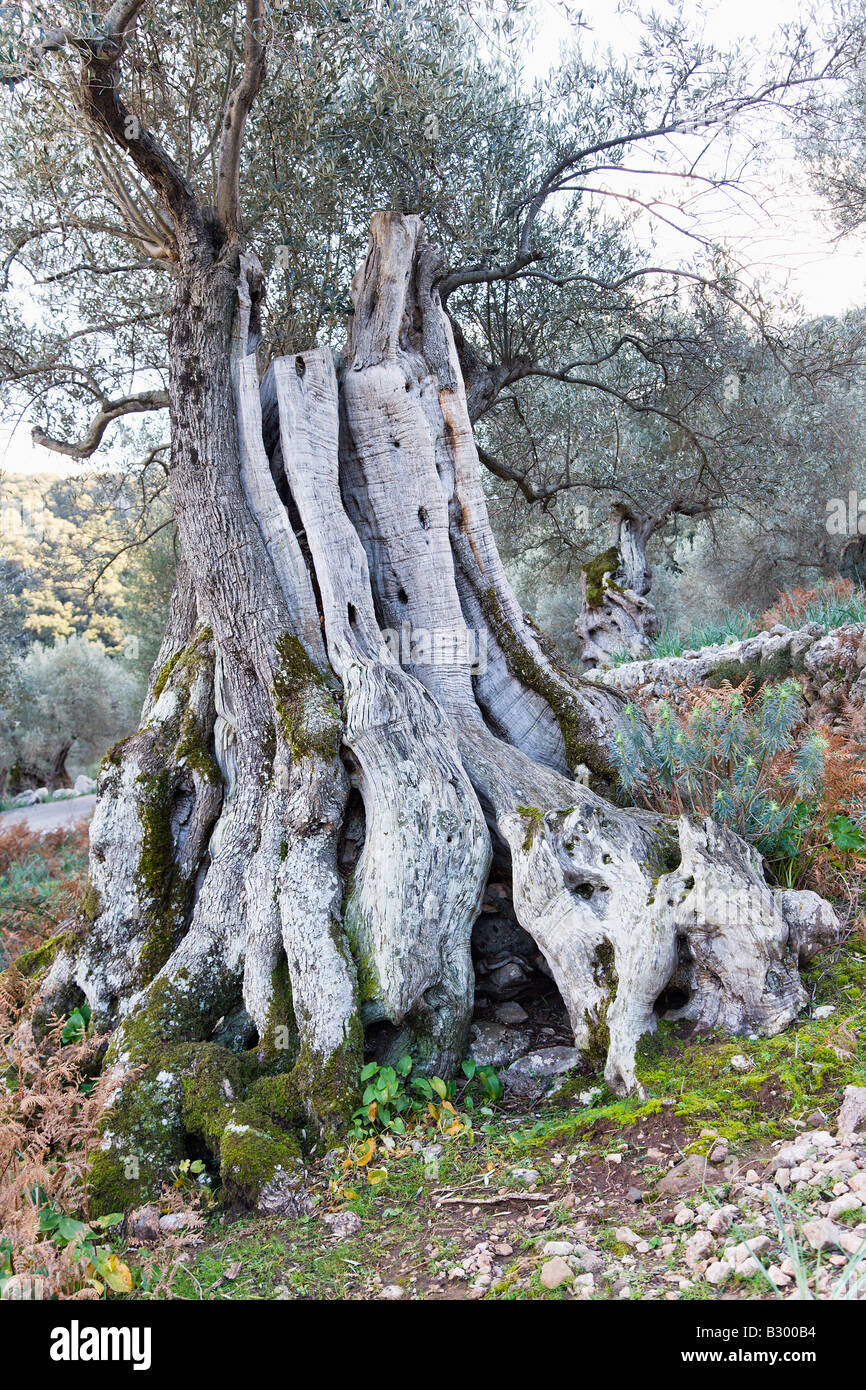 Olive Tree, Mallorca, Spain Stock Photo - Alamy