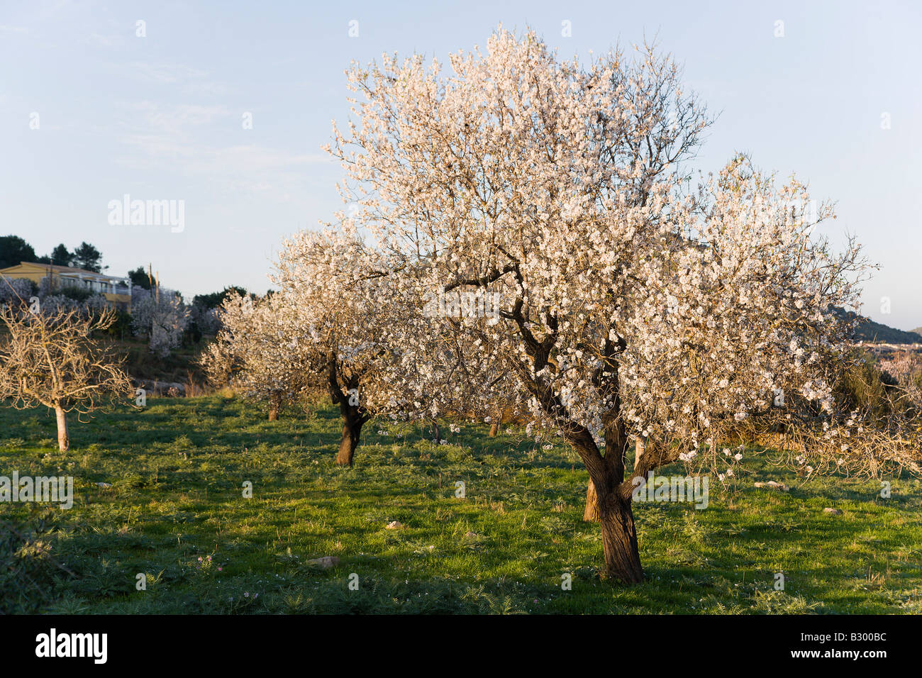 Almond Trees, Mallorca, Spain Stock Photo - Alamy