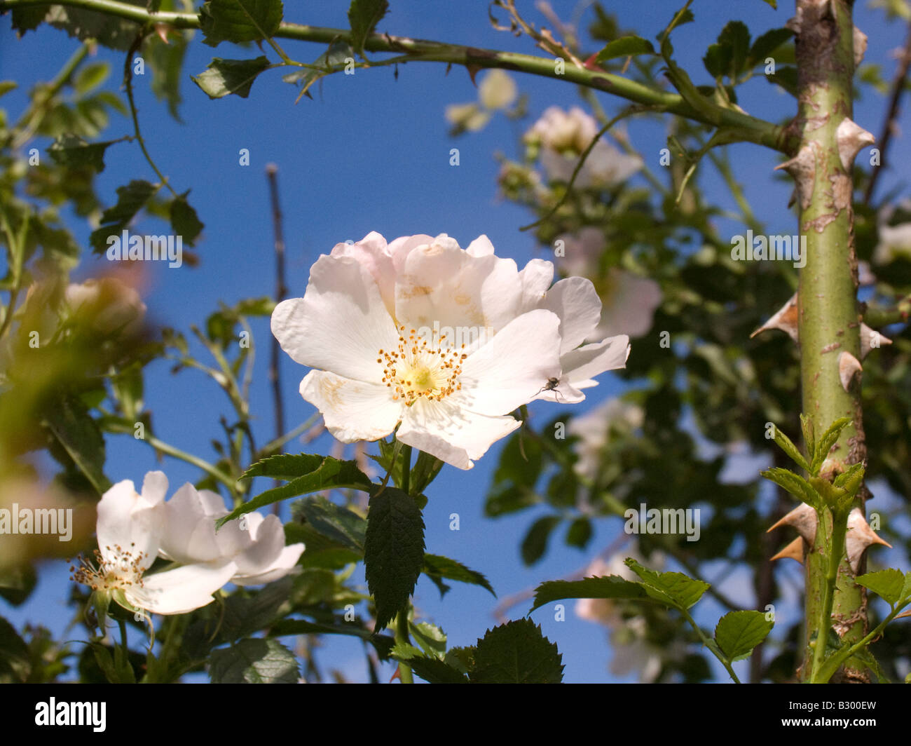 Hedgerow rose hi-res stock photography and images - Alamy