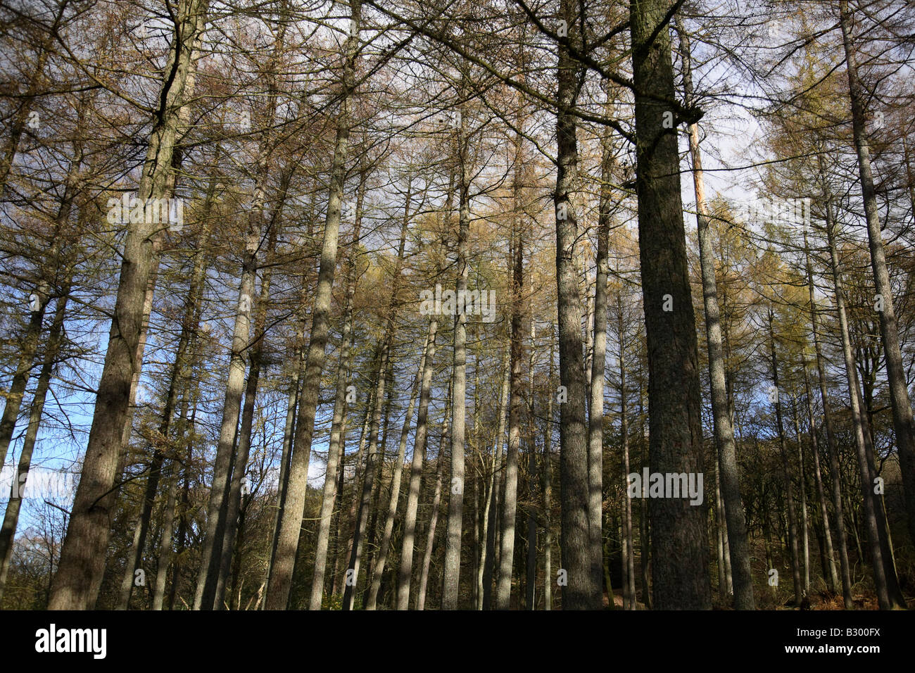 Trees in Forest Stock Photo - Alamy