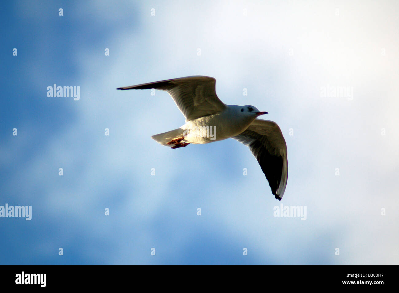 A seagull flies in the blue sky over the River Liffey in Dublin ...
