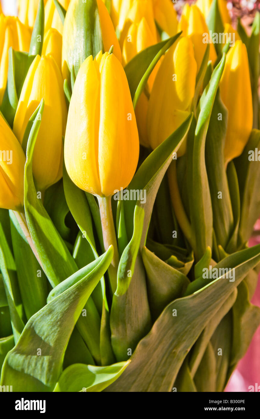 Varied plant life hi-res stock photography and images - Alamy