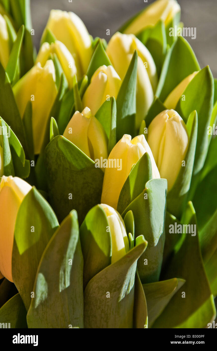 Varied plant life hi-res stock photography and images - Alamy