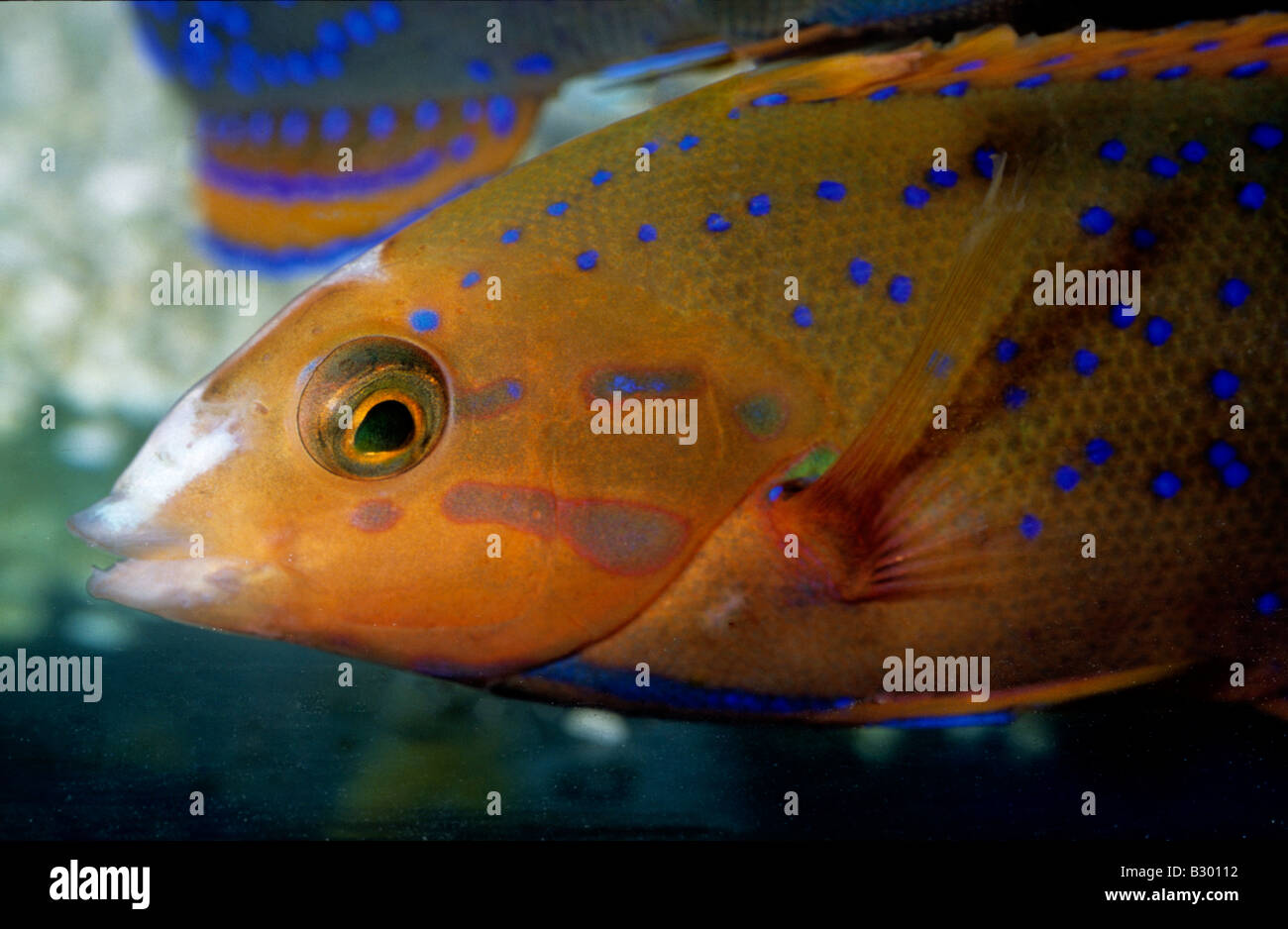 Labridae fish fishes aquarium aquaria hi-res stock photography and ...