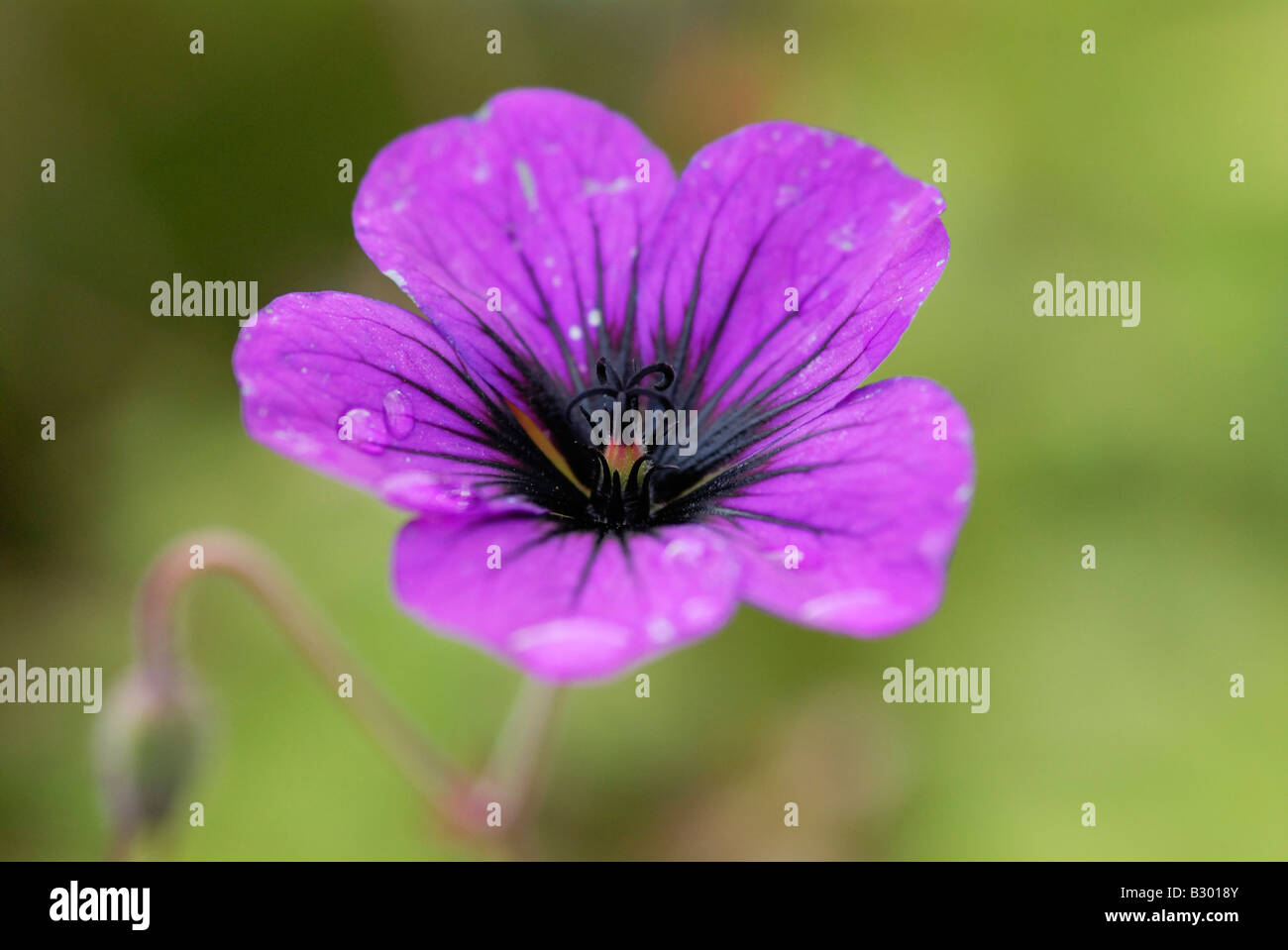 Violet colour images hi-res stock photography and images - Alamy
