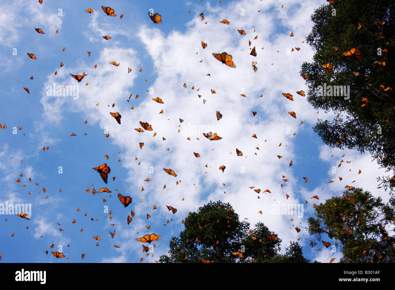 Monarch butterfly migration hi-res stock photography and images - Alamy