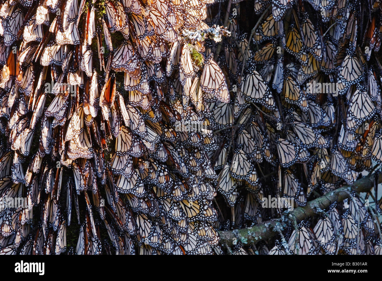 Monarch Butterflies on Pine Tree, Sierra Chincua Butterfly Sanctuary ...