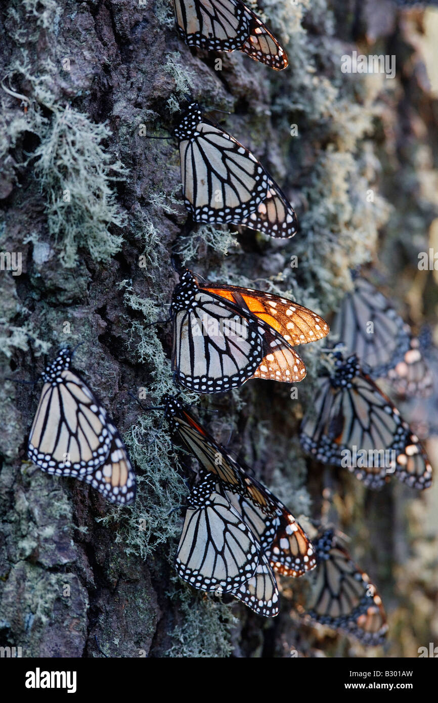 Monarch Butterflies on Pine Tree, Sierra Chincua Butterfly Sanctuary ...