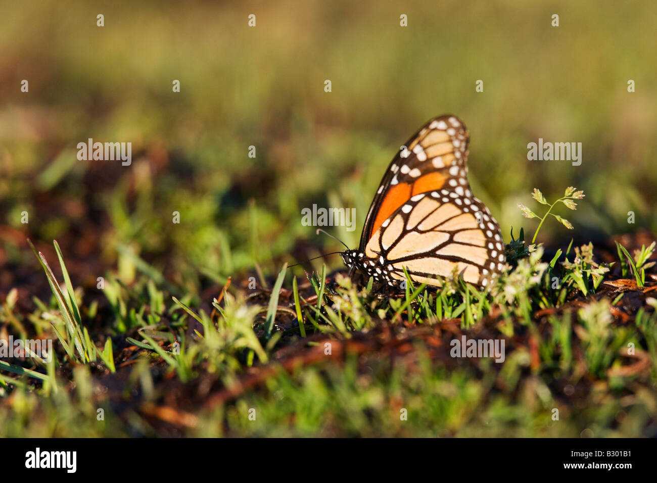 Monarch Butterfly in Grass, El Rosario Monarch Butterfly Reserve ...
