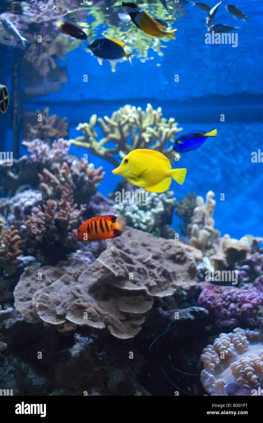 Aquaria hi-res stock photography and images - Alamy