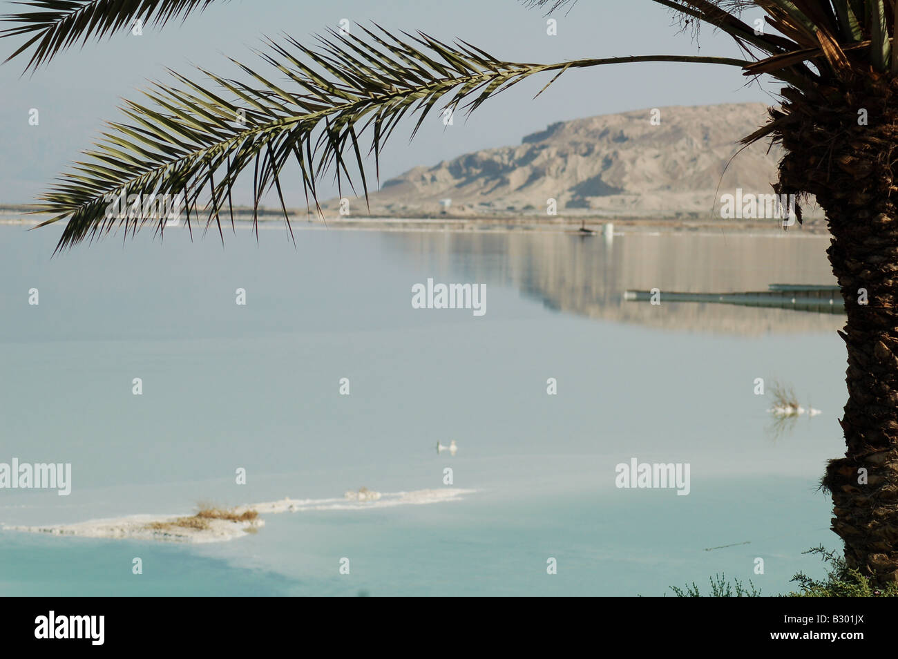 A palm tree frames the Dead Sea in Israel, the lowest point on earth ...