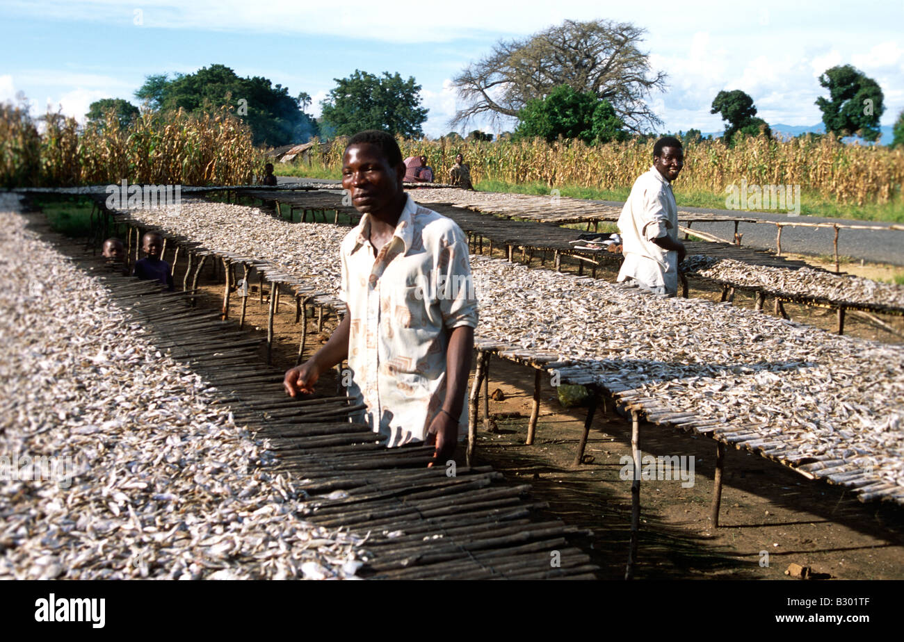 Men drying fish in Malawi Stock Photo - Alamy