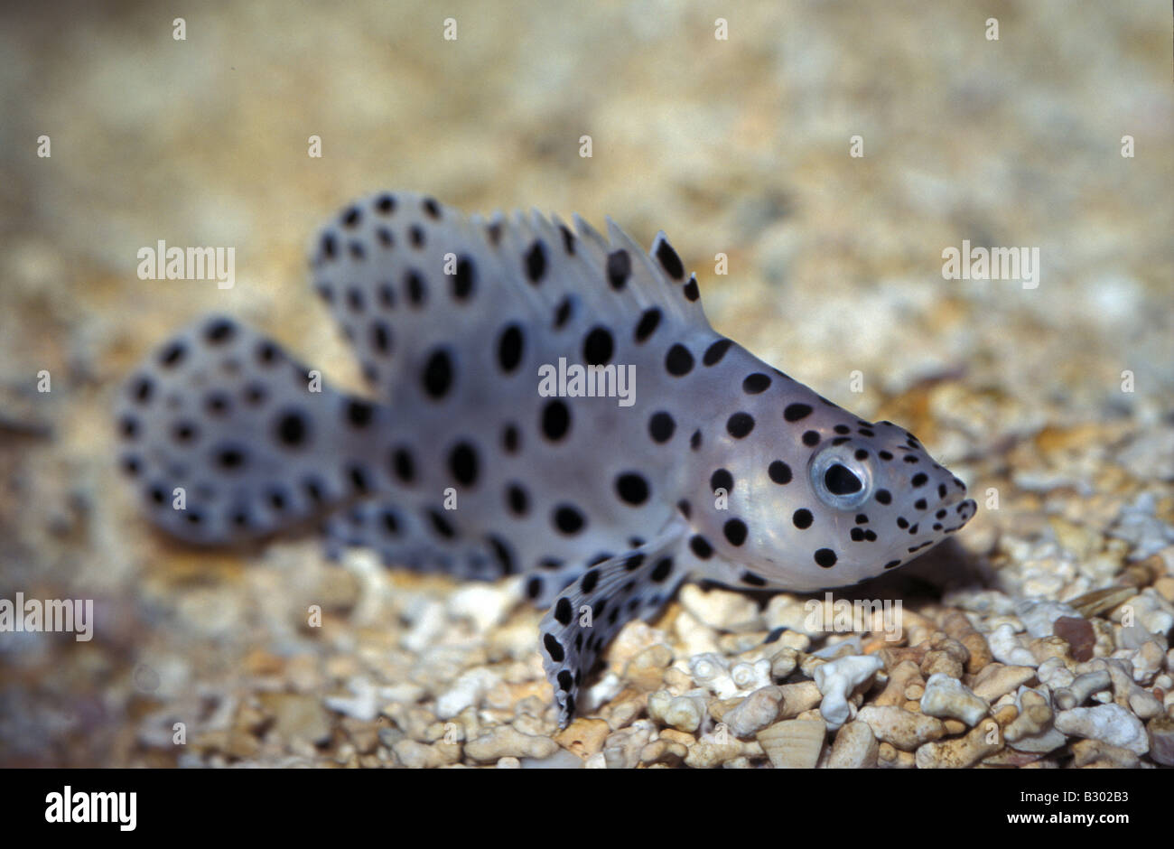 Barramundi cod, Cromileptes altivelis, Serranidae Stock Photo - Alamy