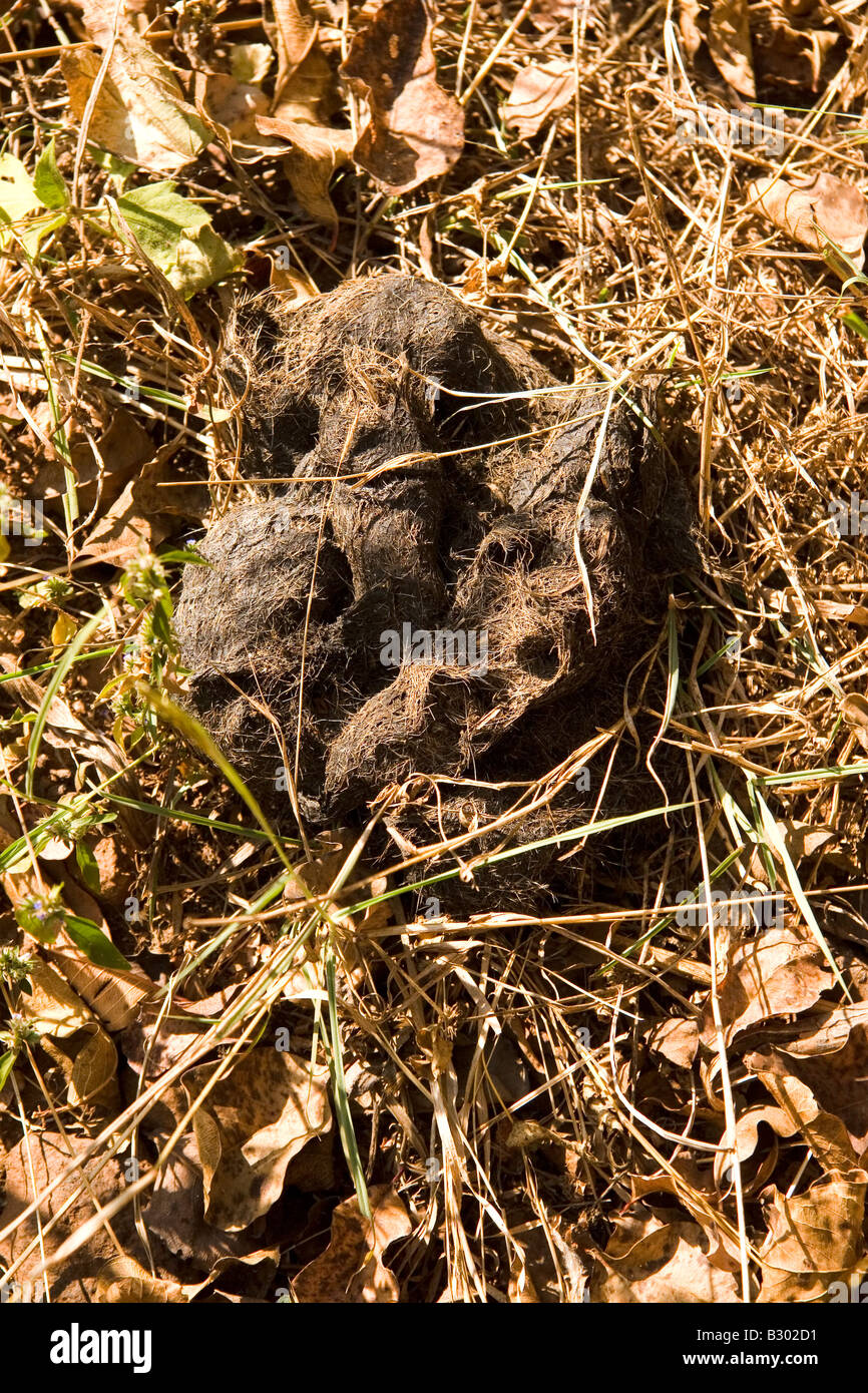 Tiger scat hi-res stock photography and images - Alamy