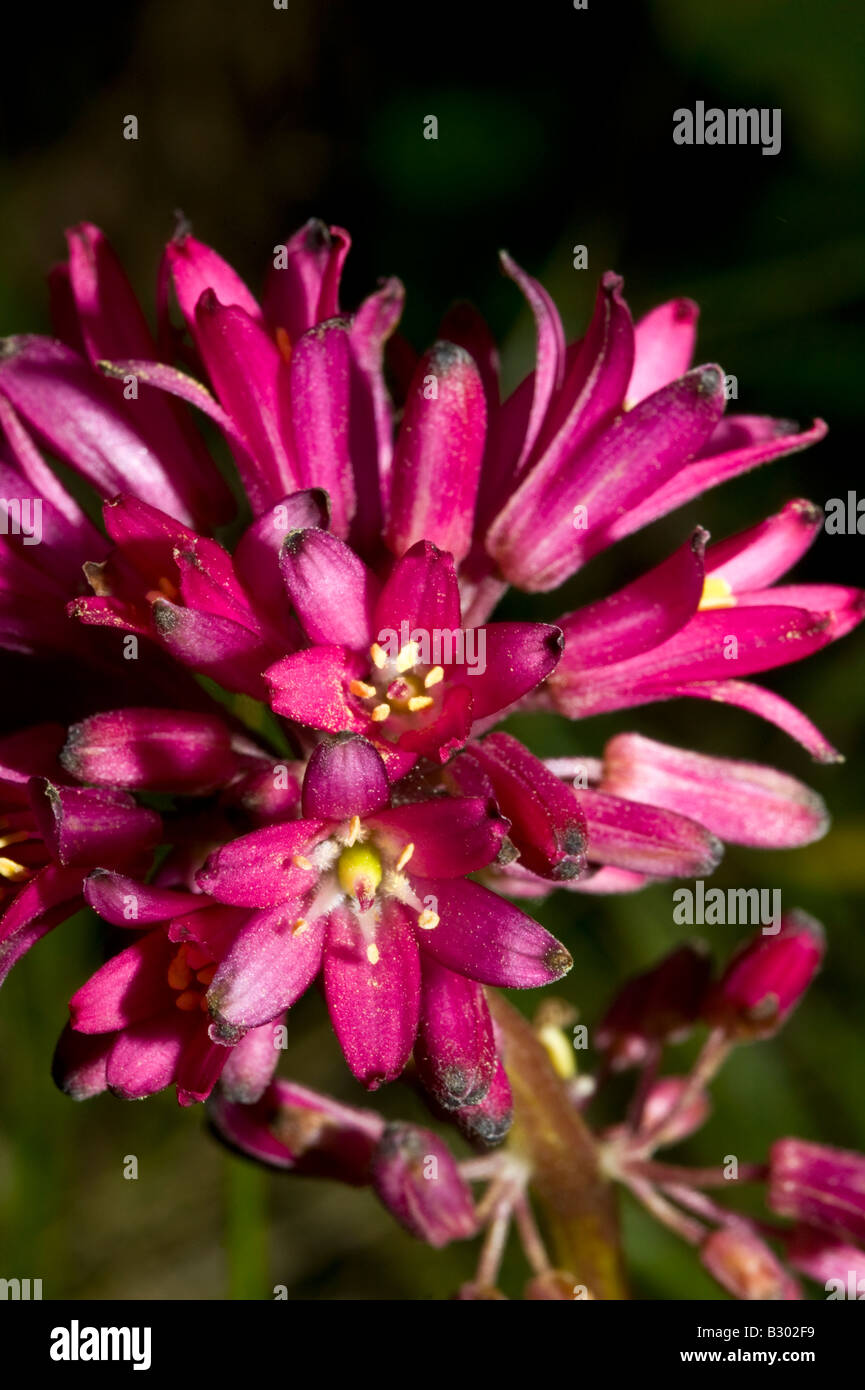 Red clintonia hi-res stock photography and images - Alamy