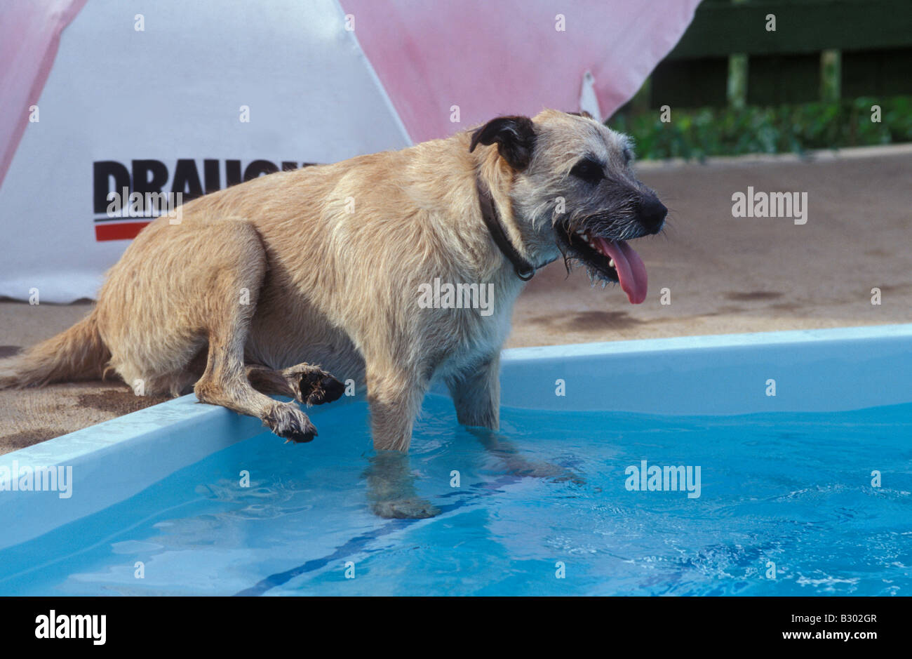 Australia wine dog hi-res stock photography and images - Alamy