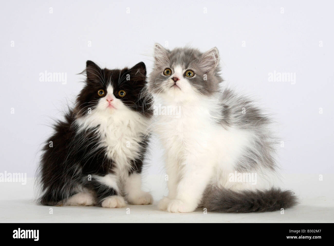 Persian Cat kittens Stock Photo - Alamy