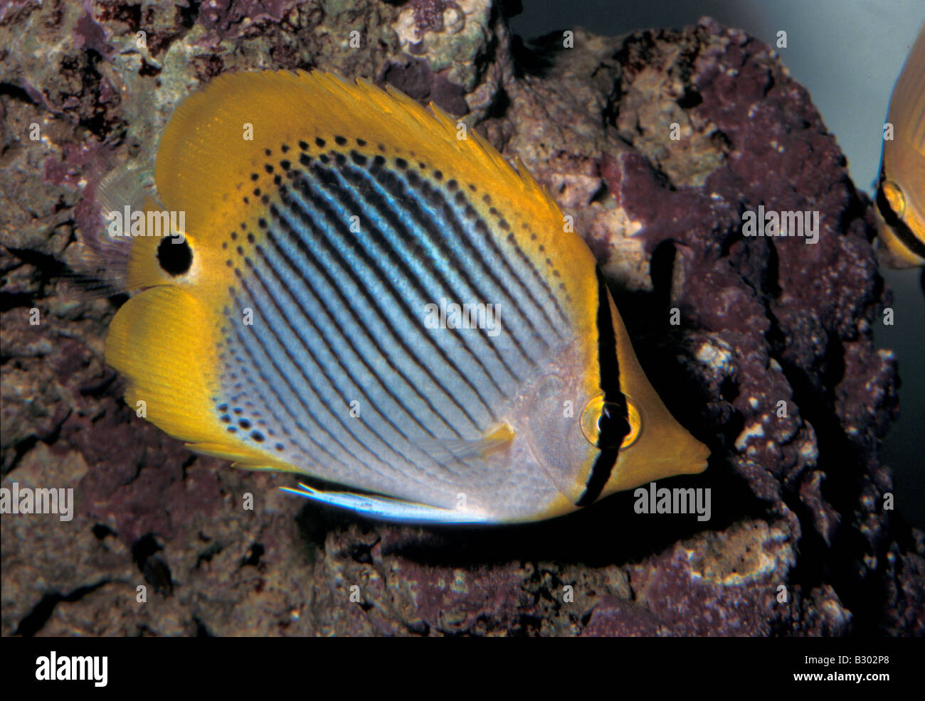 Spottail hi-res stock photography and images - Alamy