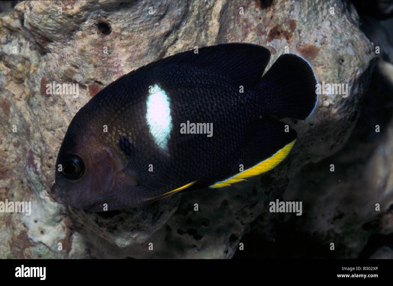 Keyhole dwarf angelfish Centropyge tibicen, Pomacantidae Stock Photo ...
