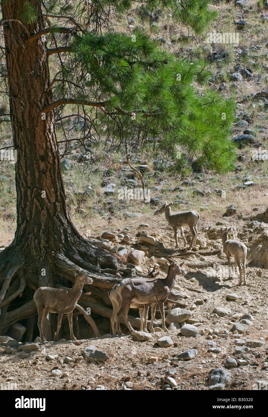 Big horn sheep idaho hi-res stock photography and images - Alamy