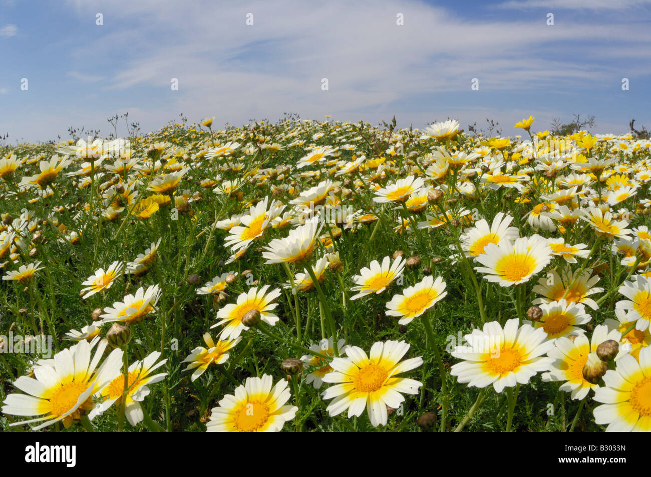Field of Crown Daisies Stock Photo - Alamy