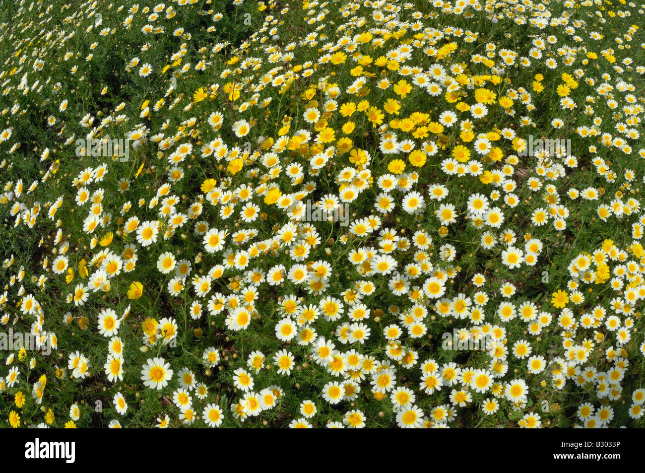 Field of Crown Daisies Stock Photo - Alamy