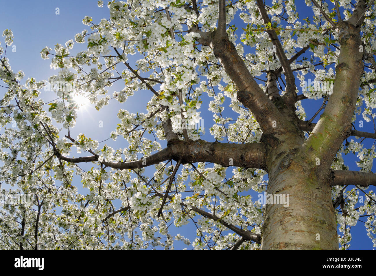Beauty beneath flowering cherry tree hi-res stock photography and ...