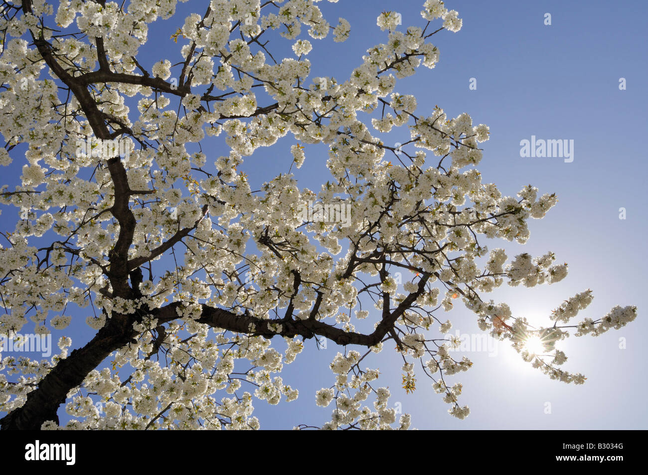 Beauty beneath flowering cherry tree hi-res stock photography and ...