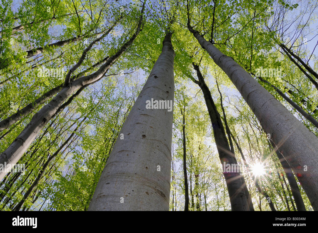 Looking up at Trees, Bavaria, Germany Stock Photo - Alamy