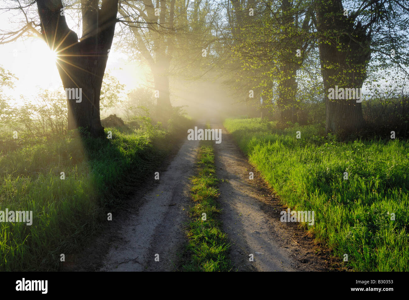 Path with inspirational lighting hi-res stock photography and images ...