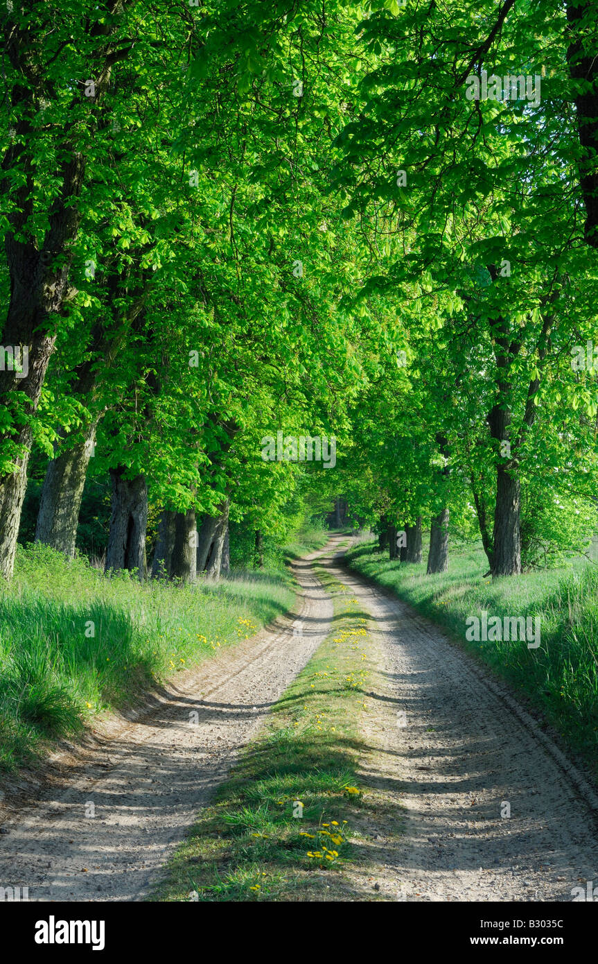 Treelined road through forest hi-res stock photography and images - Alamy