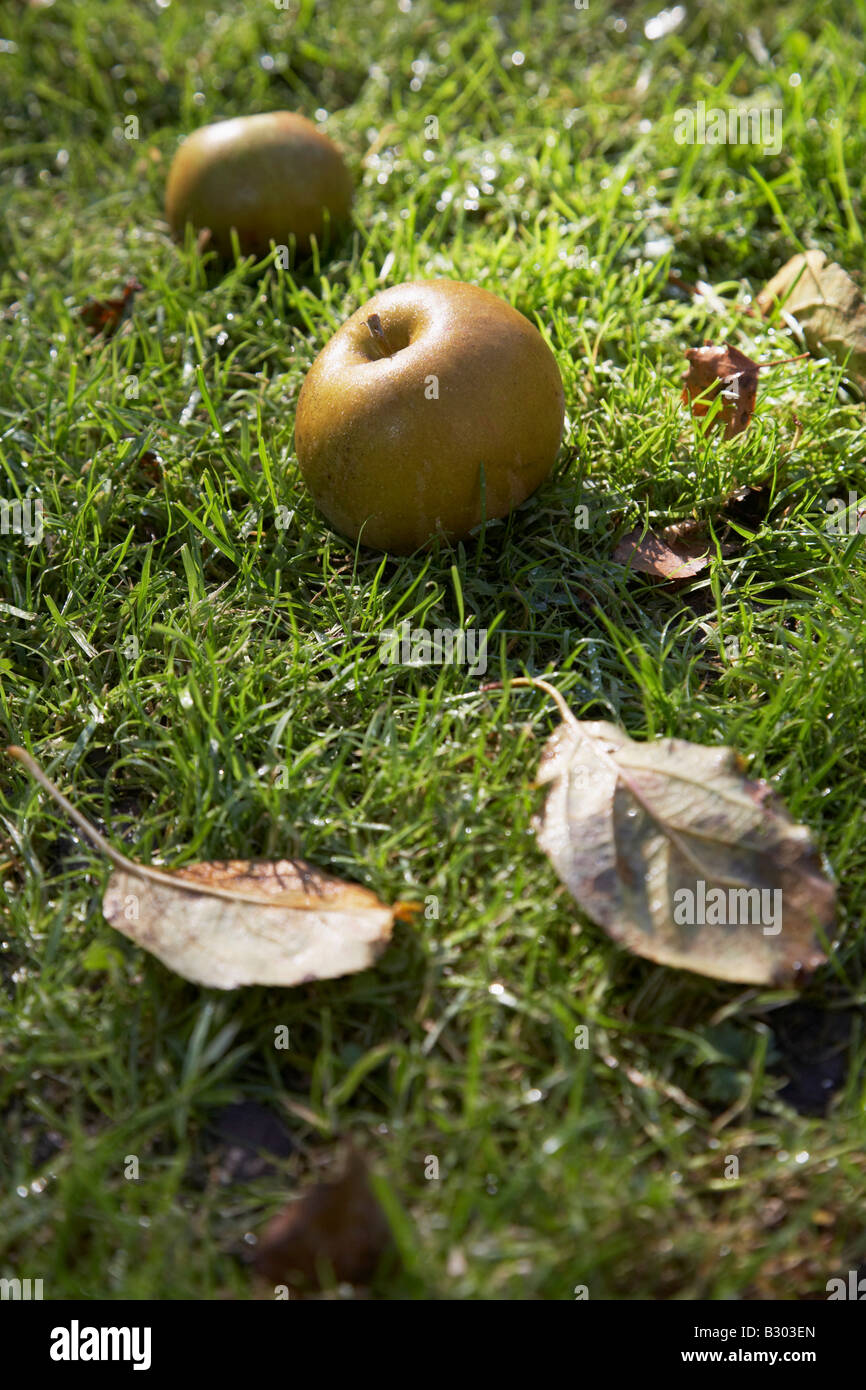 Natural apples images hi-res stock photography and images - Alamy