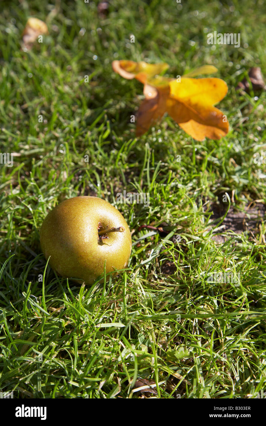 Apple falling hi-res stock photography and images - Alamy