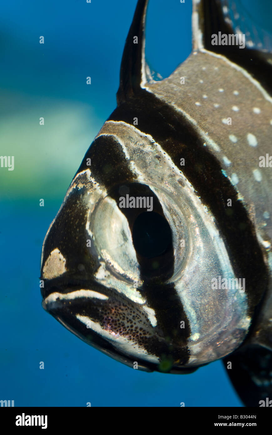 Pterapogon kauderni, Banggai Cardinalfish, Apogonidae Stock Photo - Alamy