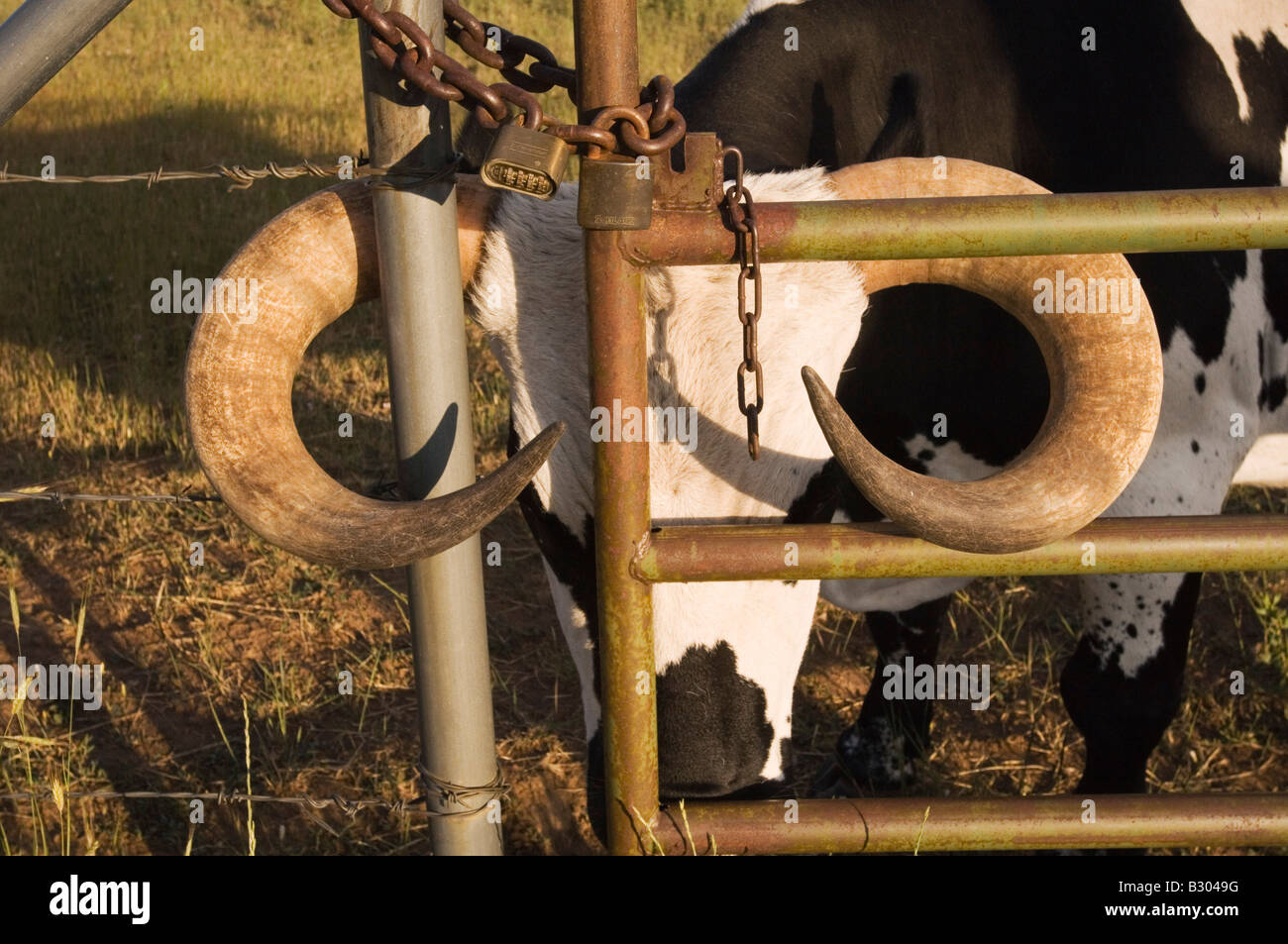 Cow Head Stuck High Resolution Stock Photography and Images - Alamy