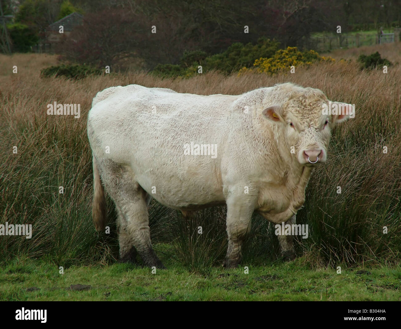 Angus and charolais hi-res stock photography and images - Alamy