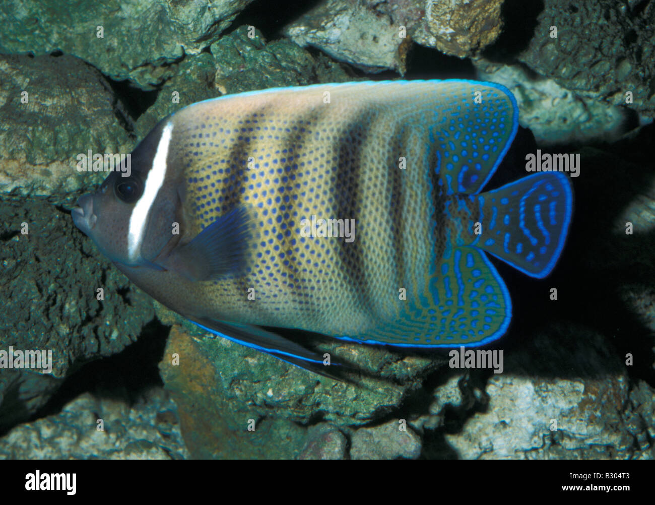 Sixbanded hi-res stock photography and images - Alamy