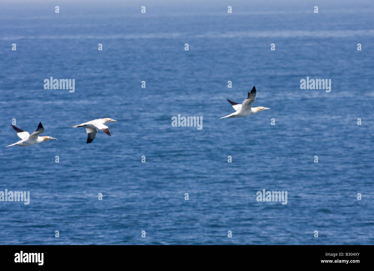 Three flying gannet (Morus bassanus Stock Photo - Alamy