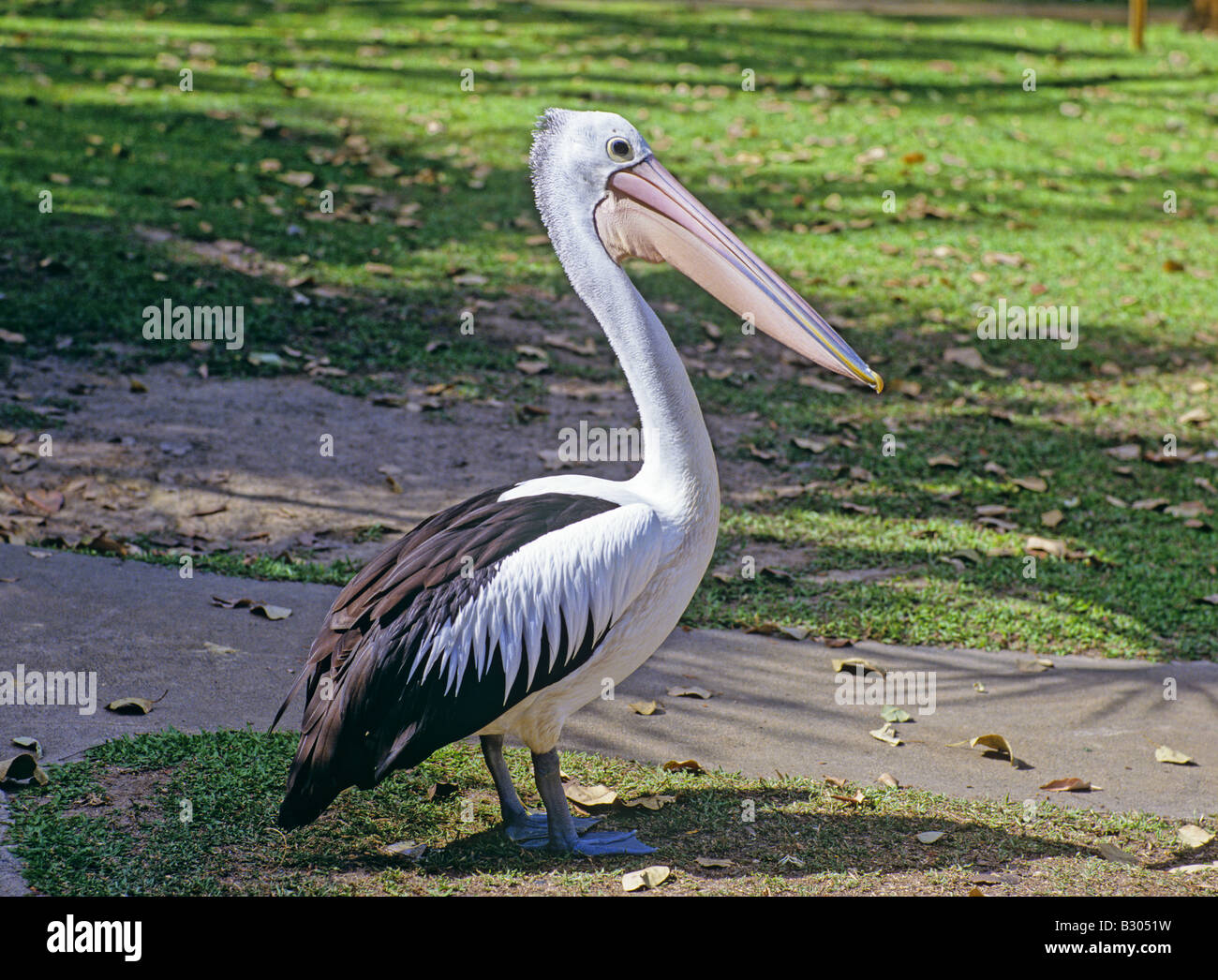 A Pelican at the Wild World Cairns Queensland Australia Stock Photo - Alamy
