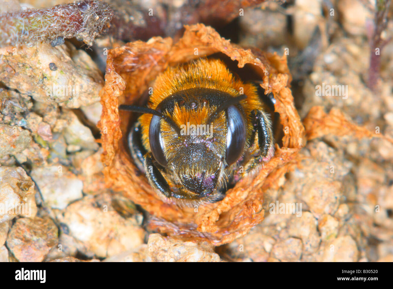 Mining Bee. Andrena sp. At nest on ground Stock Photo - Alamy